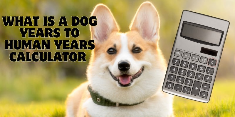 How To Us Free Dog Years to Human Years Calculator